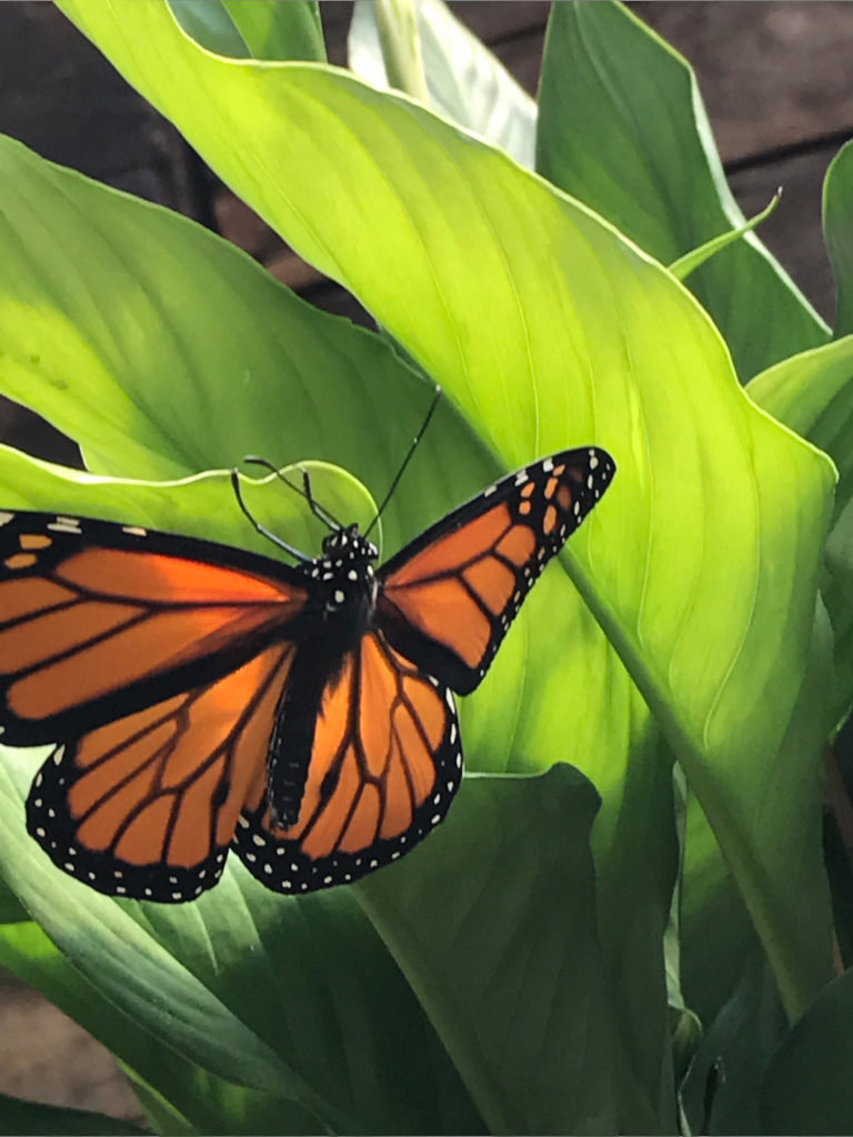 Finding the Best Native Plants for Your Region - Redmonds Garden Center